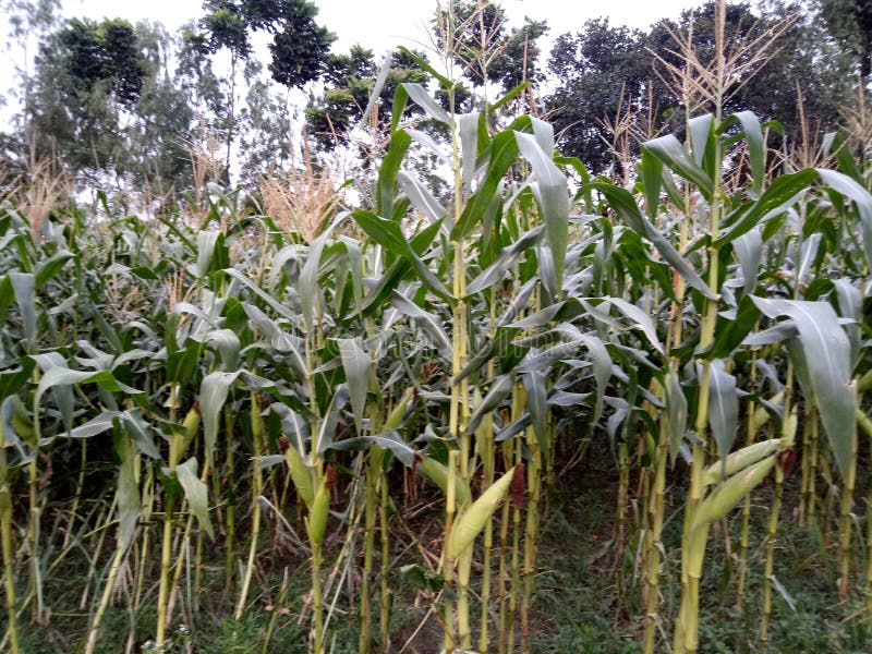 Good Growing Cron Tree in Field Stock Photo - Image of tree, growing ...