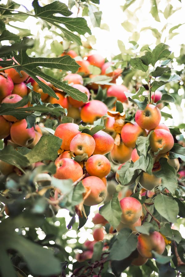 Good Growth of Apples on a Tree Stock Photo - Image of fresh, apples ...