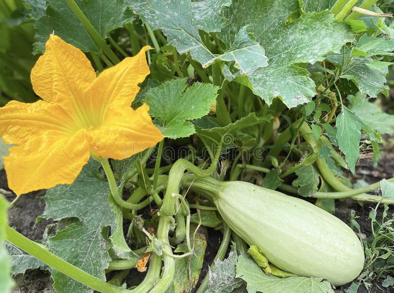 Good Harvest of Vegetables and Fruits on the Farm. Selective Focus ...