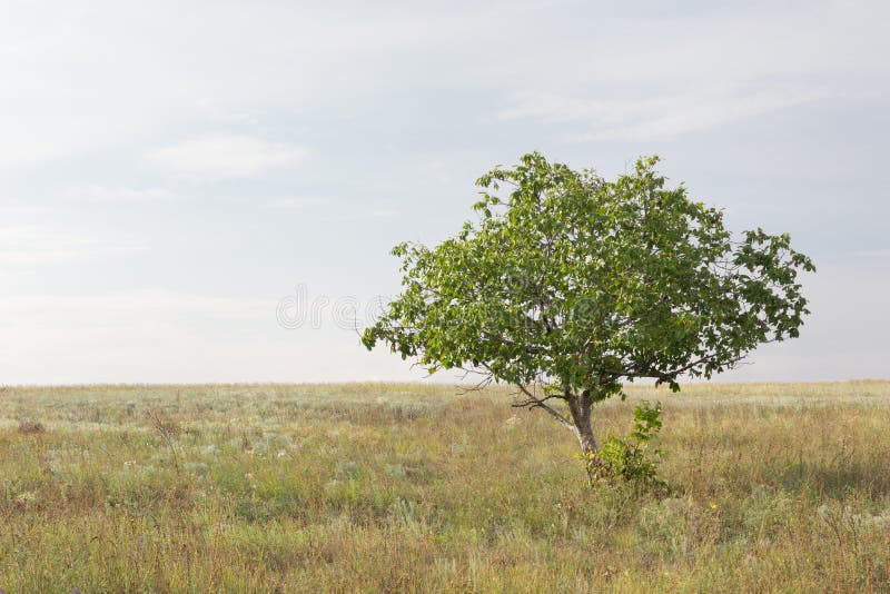 Minimalistic Landscape. Beautiful Tree and Empty Field. Gentle Clouds ...