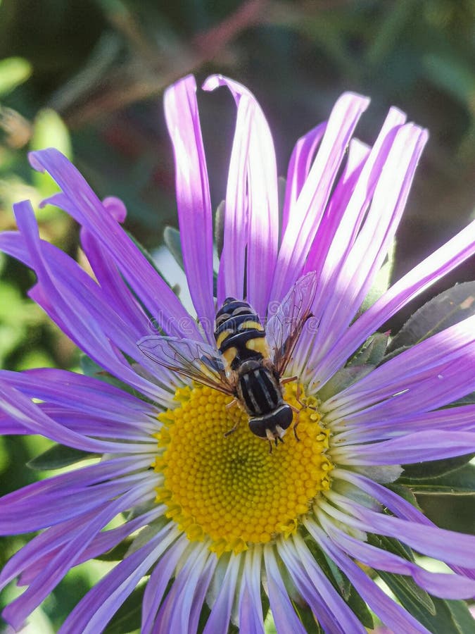 Good insect bug stock image. Image of purple, insecr - 202220831