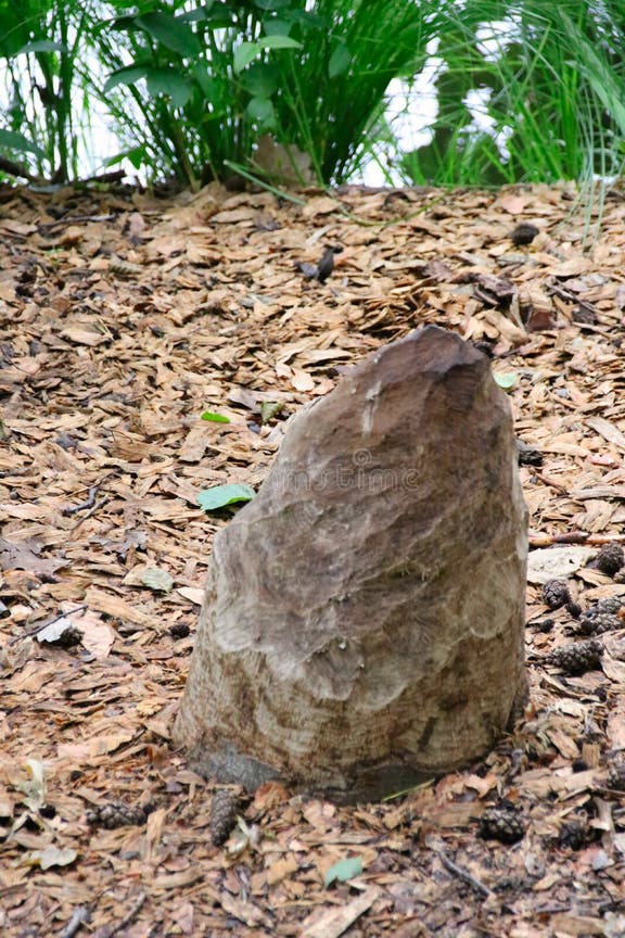 Good job of a beaver stock image. Image of chew, stem - 193029951