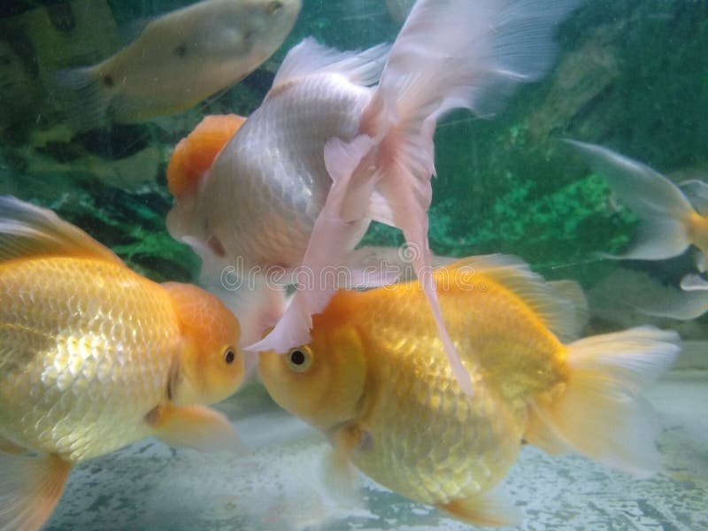 Good koki fish stock image. Image of aquarium, beautiful - 278600481