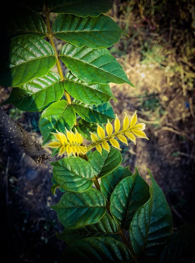 Good leaves stock image. Image of good, born, lovers - 110087671