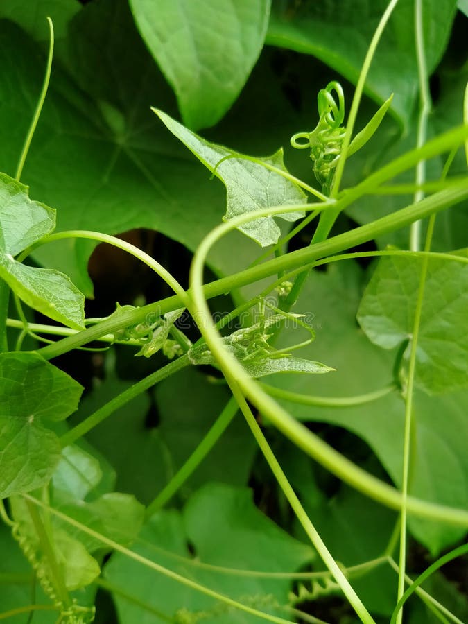 Good leaves after the rain stock photo. Image of flower - 205163832