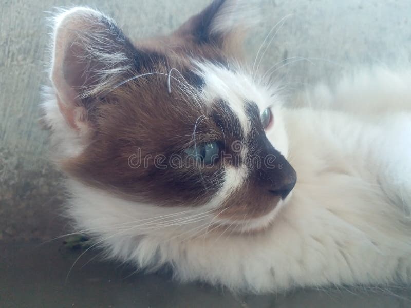 Good looking cat stock image. Image of looking, animal - 222835055