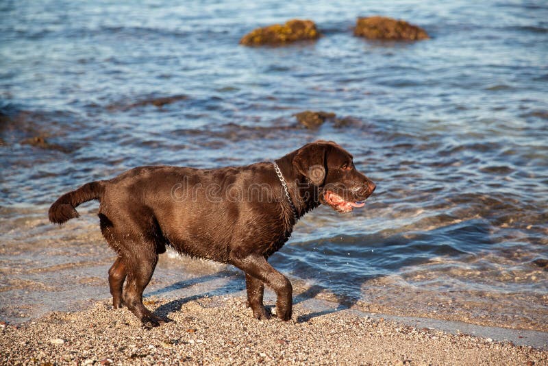 Good Looking Dog on the Beach Stock Image - Image of walking, cute ...