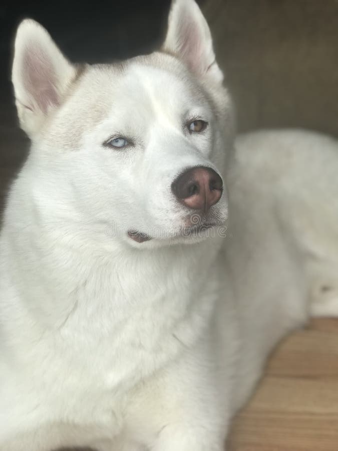 Good looking dog stock image. Image of white, siberia - 122755661