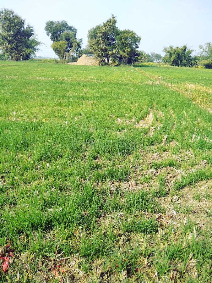 A Good Looking Feild F India a Long Distant Stock Photo - Image of ...