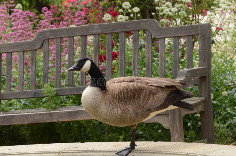 Handsome stock photo. Image of nature, handsome, standing - 247085458