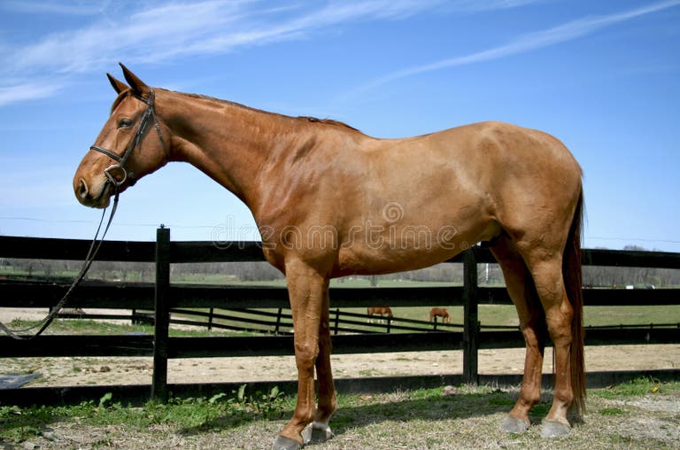 Good looking horse stock photo. Image of english, canter - 4963204