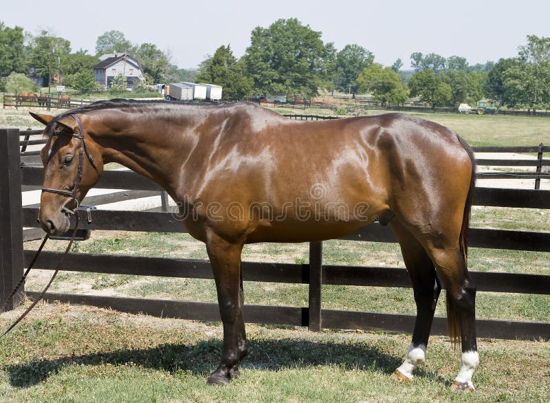 14+ Good looking horse Free Stock Photos - StockFreeImages