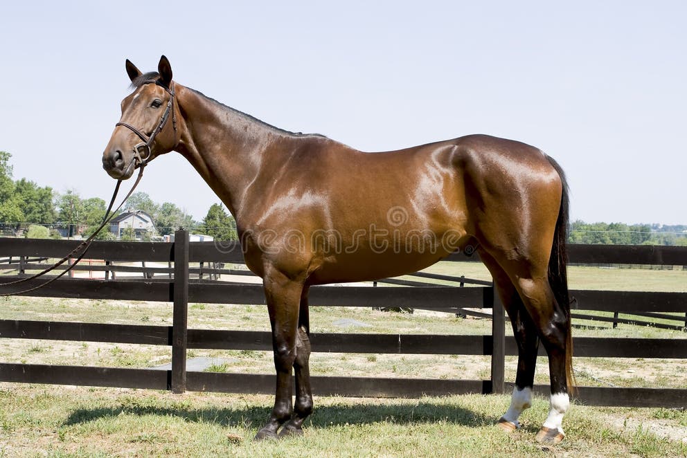 Good looking horse stock image. Image of large, grass - 5789647