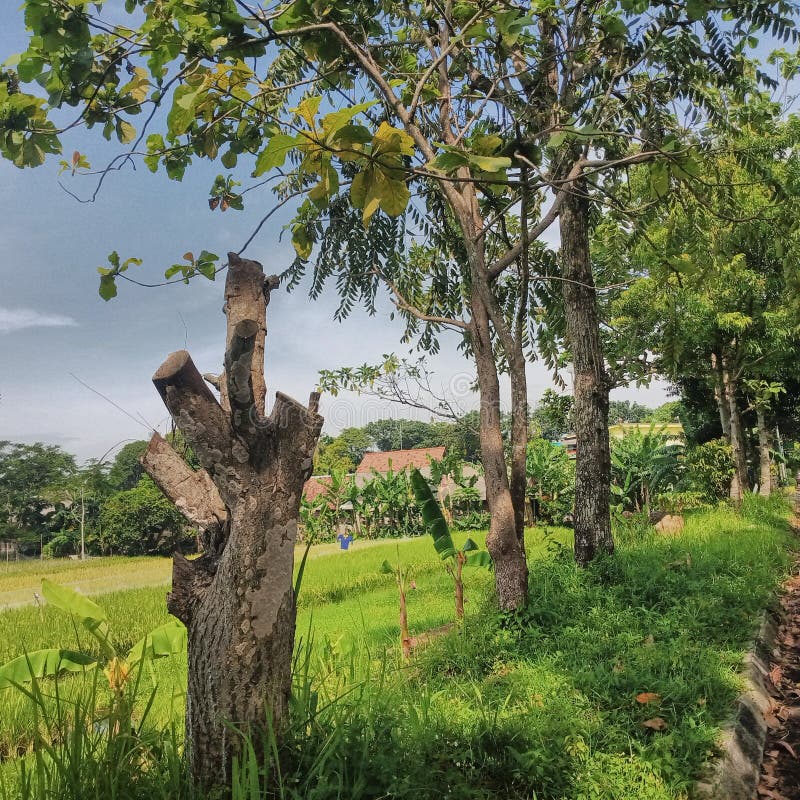 Good Looking Jati& X27;s Tree Stock Image - Image of woodland ...