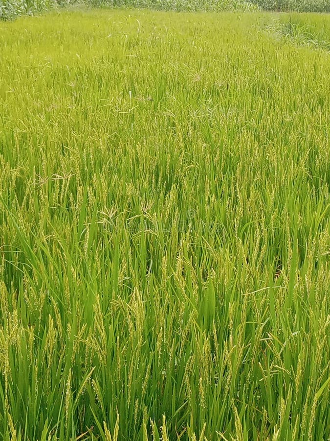 A Good Looking Rice in the Farmland Stock Image - Image of rice ...