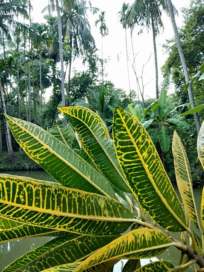 A Good Looking Tree in Nature Stock Image - Image of flower, furniture ...