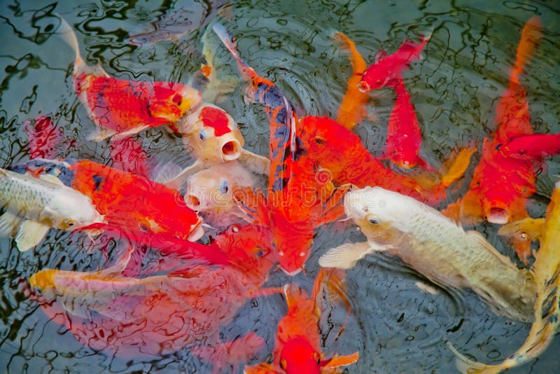 Good luck fish in a pool stock image. Image of awash - 45831797