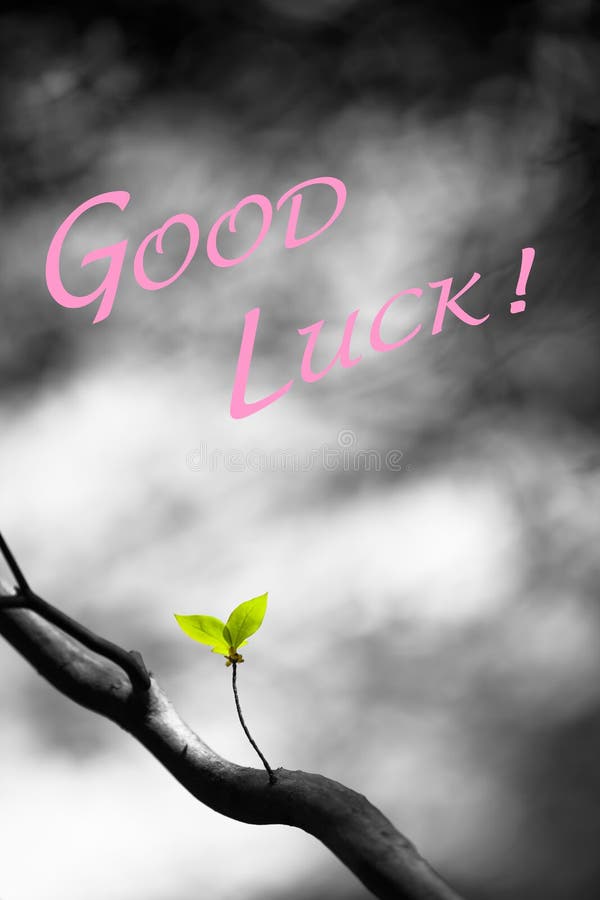 Good Luck Plant Leaves On White. Stock Photo - Image of fire, nature ...