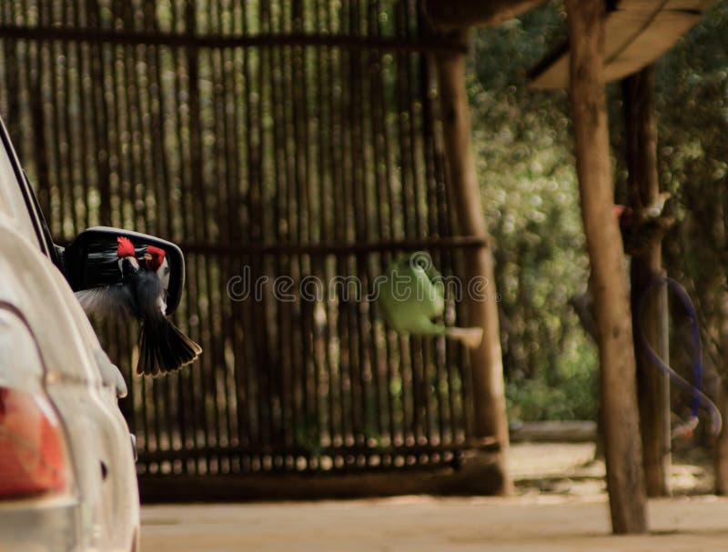 Good lucking bird stock image. Image of good, campo - 103344311