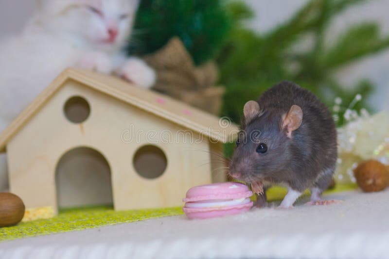 Good Mood. Good Morning and Have a Nice Day Stock Photo - Image of ...