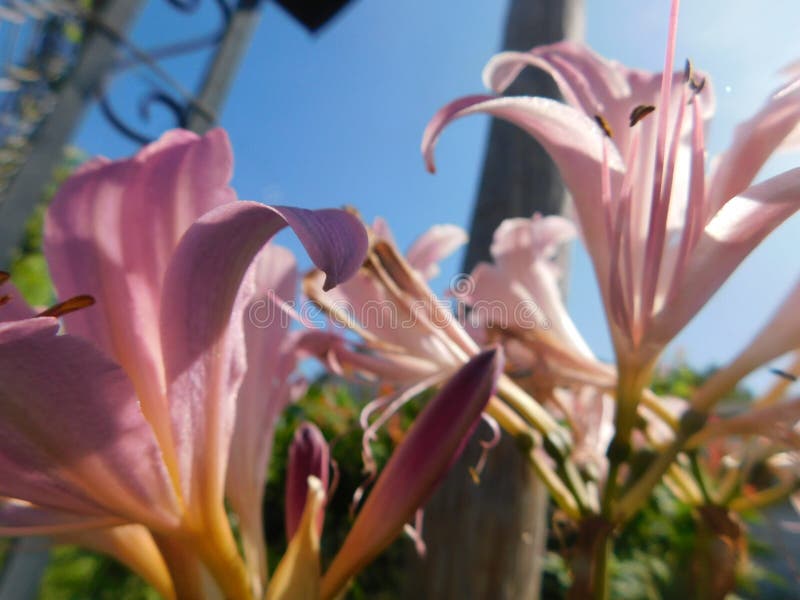 Good Morning Beautiful Flower Hello Stock Image - Image of good ...