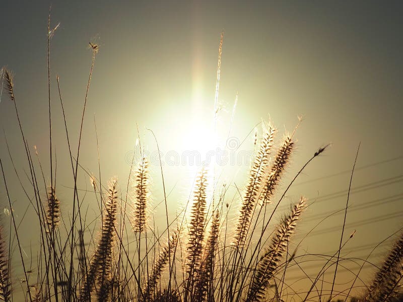 Good Morning stock image. Image of tree, beautiful, poste - 238072723