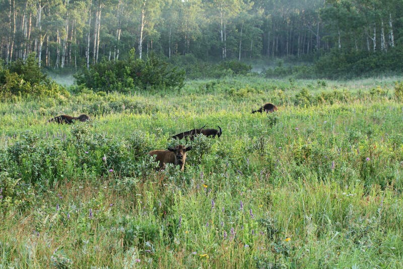 Good morning bisons stock photo. Image of animal, north - 77610432