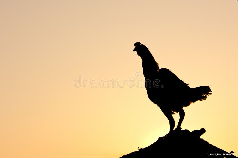 Good morning with chicken stock image. Image of morning - 31430249