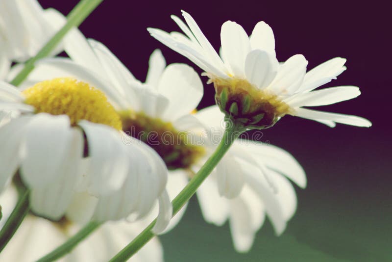 Good morning daisy stock image. Image of shot, daisy - 108840397