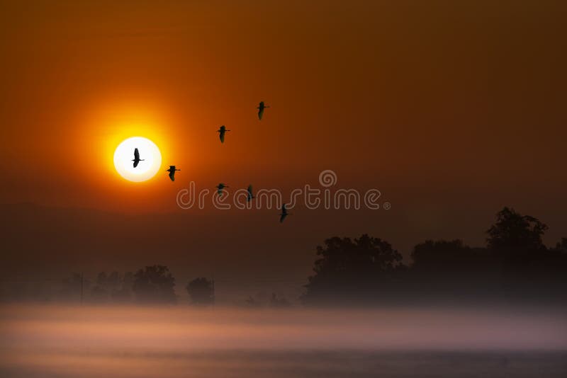 Good Morning, Flock of Birds Flying through the Scenery in Front of the ...