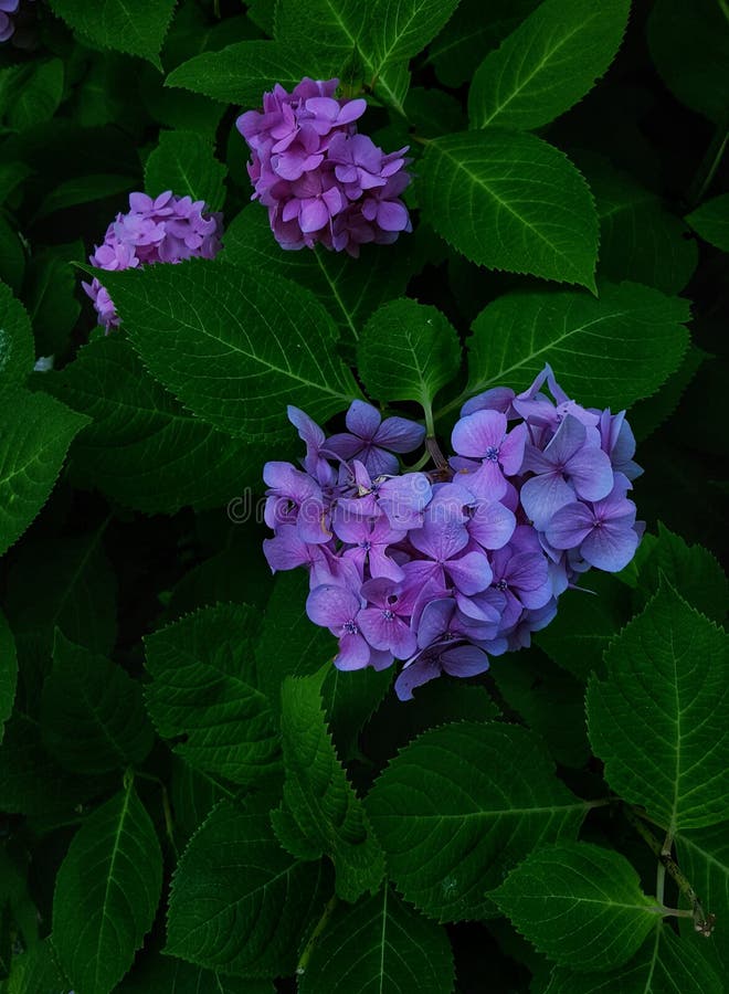 Good morning flowers stock image. Image of wildflower - 235123119