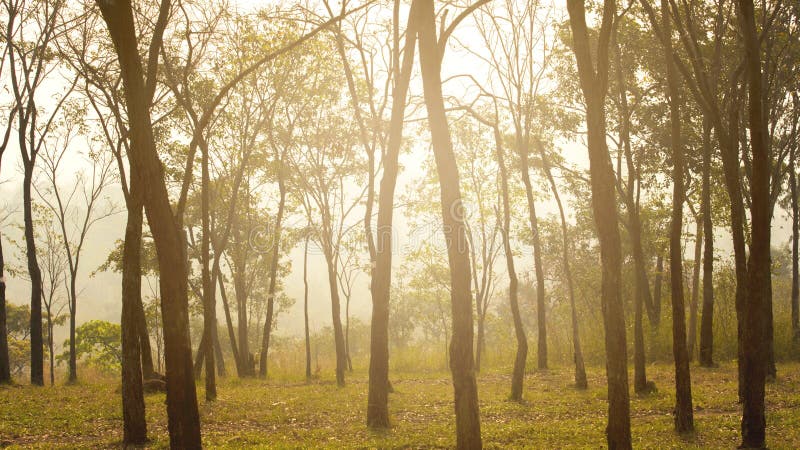 Good Morning with the Forest in the Bright Spring. Stock Photo - Image ...