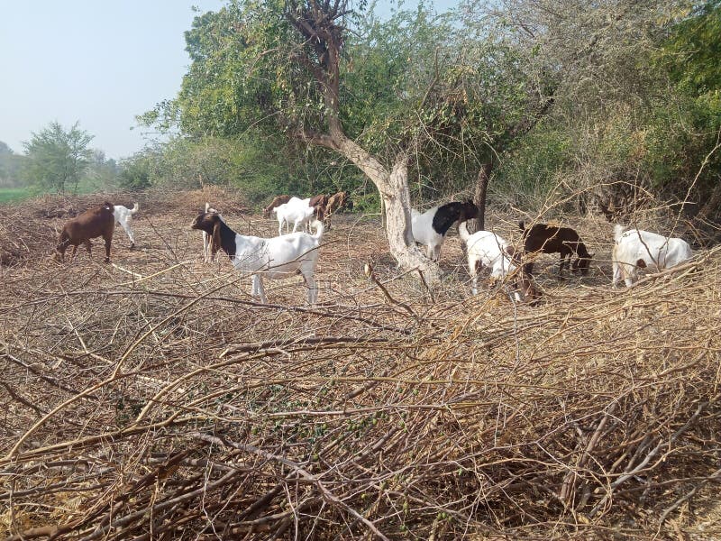 Good morning Goats stock image. Image of field, ducks - 207806077