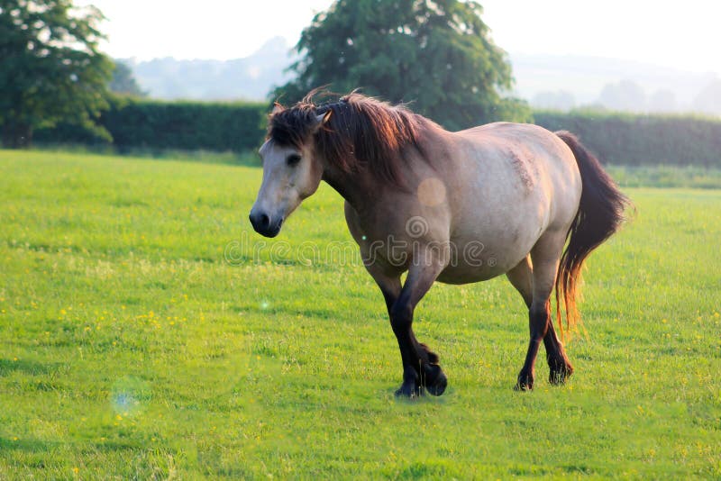 Good morning stock image. Image of morning, field, good - 125241161