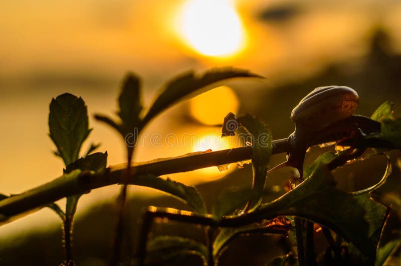 Good Morning Portrait of Cute Curly Smiling School Girl Look Out from ...