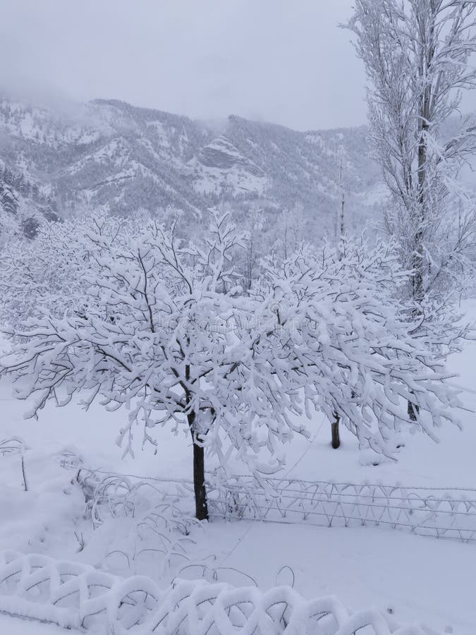 Good Morning Photo Snow Fall Stock Photo - Image of morning, tree ...