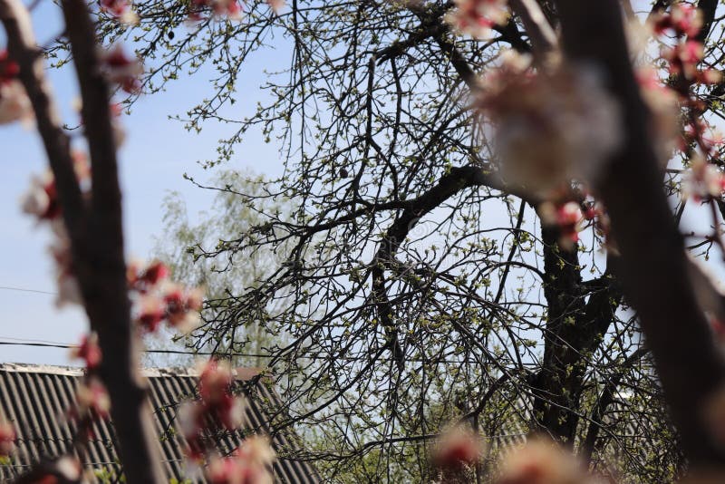 Good Morning plants stock photo. Image of plants, good - 146556298