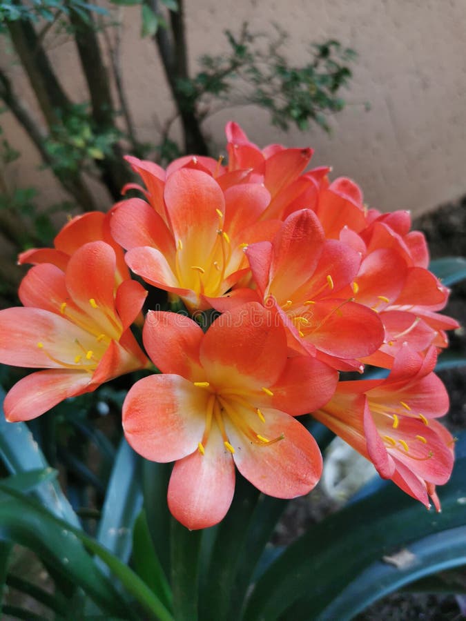 Qupid Vector Stock Photos - Free & Royalty-Free Stock Photos from ...