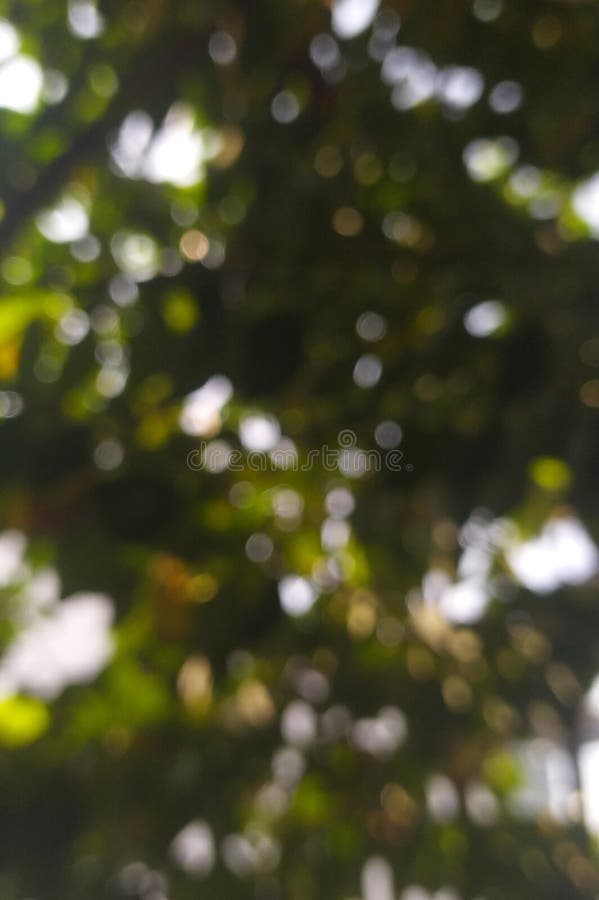 Good Morning,shady Tree in the Yard Stock Photo - Image of shady ...