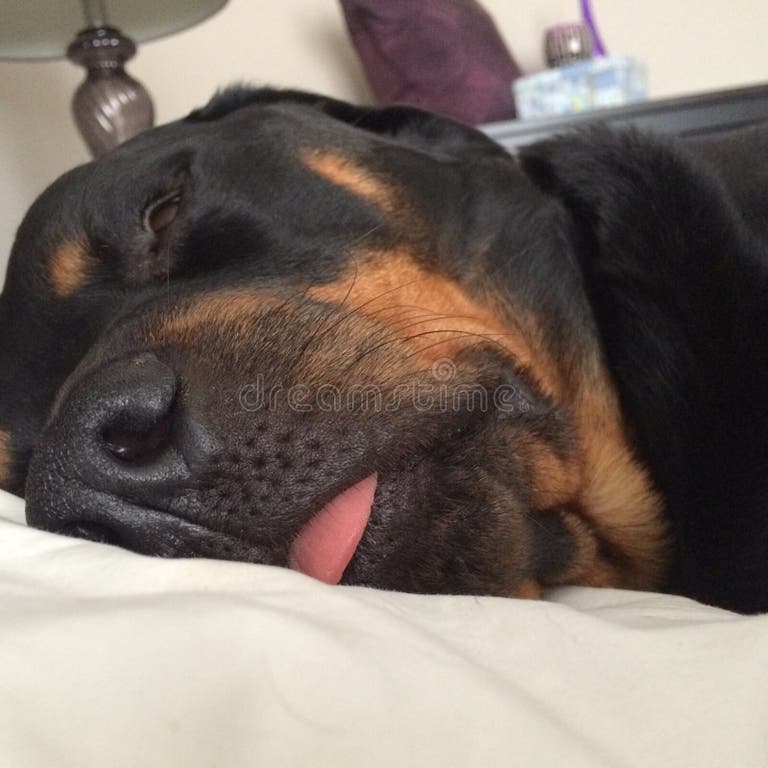 Good Morning stock photo. Image of tongue, silas, good - 75734590