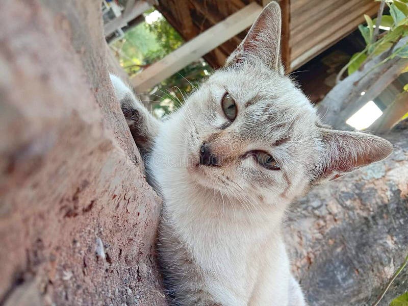 782 Good Morning Cat Photos - Free & Royalty-Free Stock Photos from ...