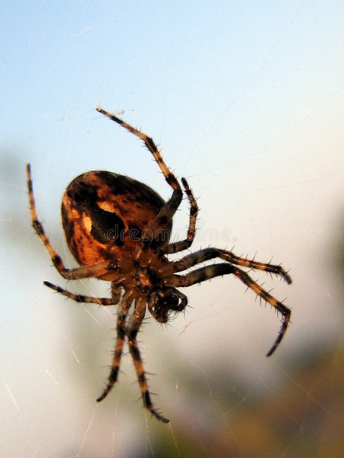 Good morning Spidey stock photo. Image of colour, hairy - 1412506