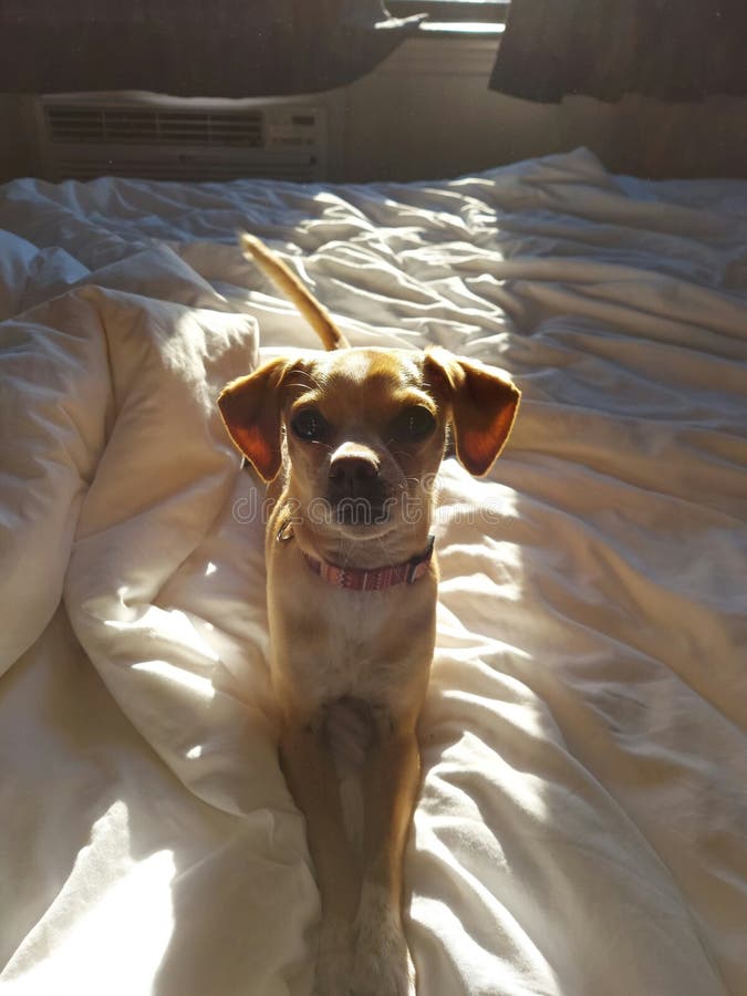 Good Morning Sunshine Dog Love Stock Photo - Image of good, morning ...