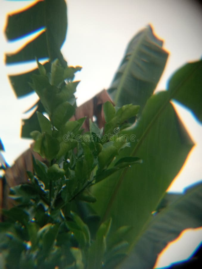 Good Morning Tree Beautiful Stock Image - Image of tree, beautiful ...