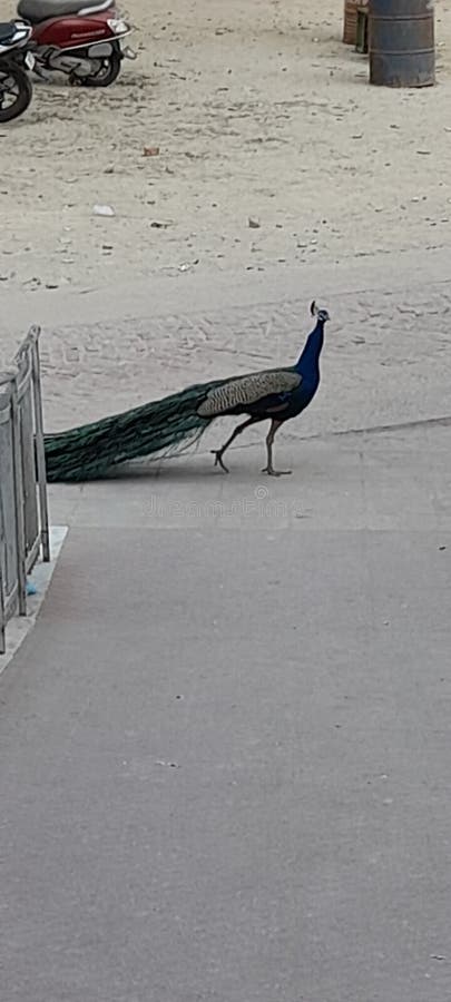 A Good Morning View with Picock Stock Photo - Image of road, wall ...