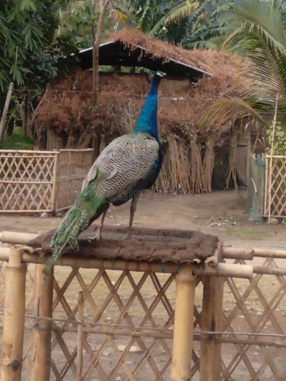 Good stock photo. Image of pickoc, good, bird, lovely - 169958784