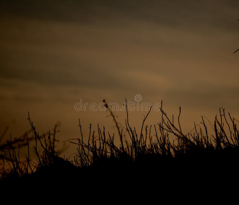 Good night skies of NH stock photo. Image of meadows - 110245366