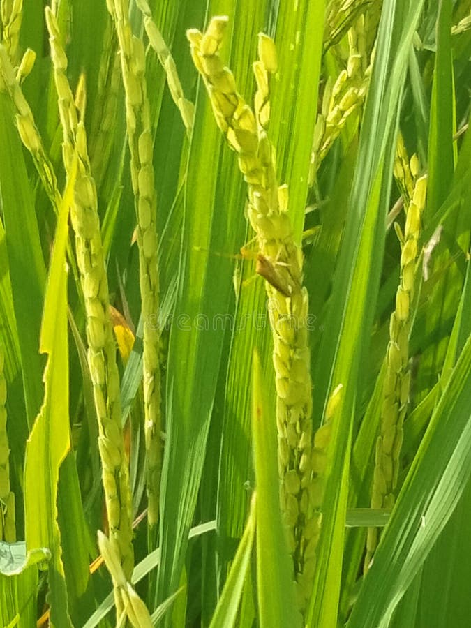 This is Good Paddy Rice from Kuningan Stock Image - Image of good, rice ...