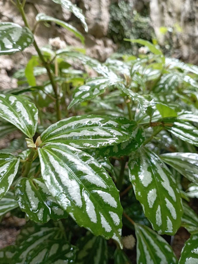 Good Photo for Cellphone Profile Photo Stock Photo - Image of profile ...