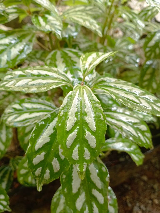 Good Photo for Cellphone Profile Photo Stock Image - Image of leaf ...